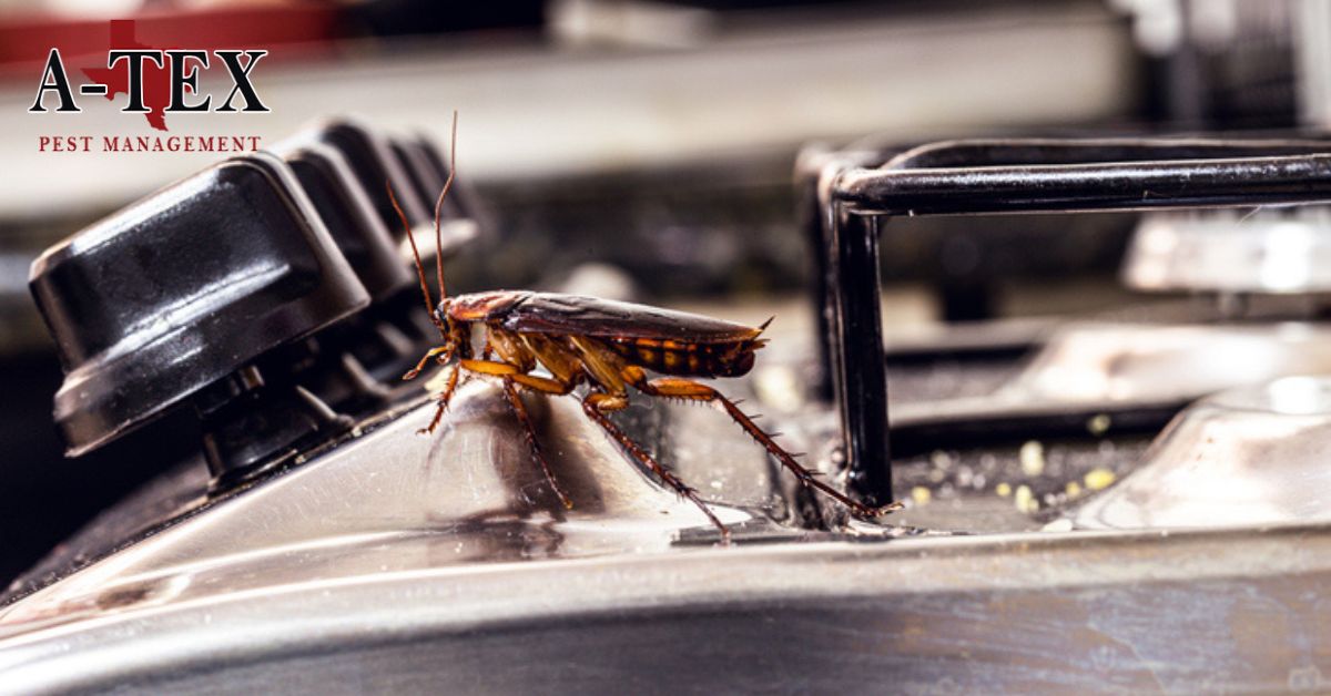 The Top 5 Pests That Threaten Restaurants and How to Combat Them